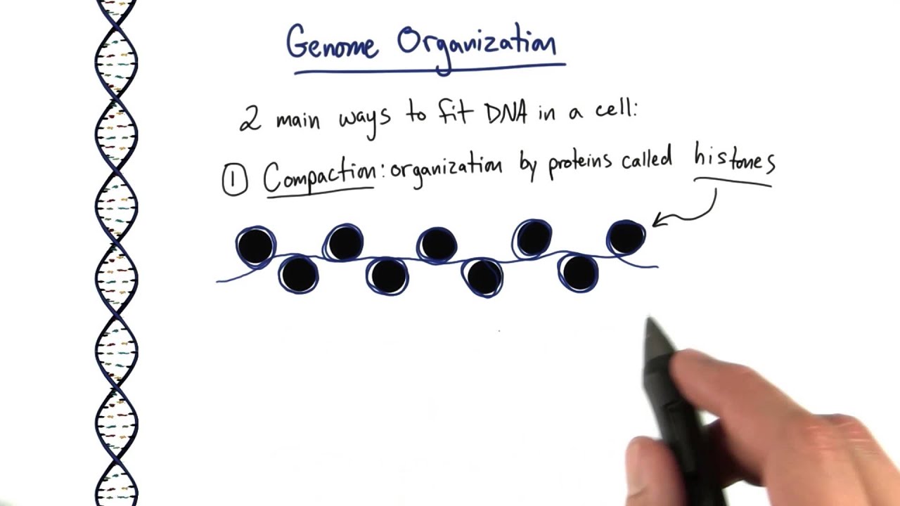 Genome Organization - Tales from the Genome - YouTube