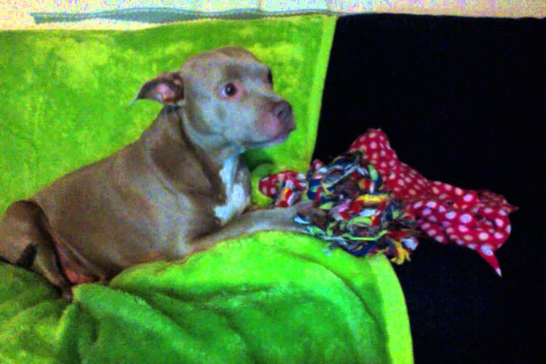 Sheva Talking Dog (cane parlante) - YouTube