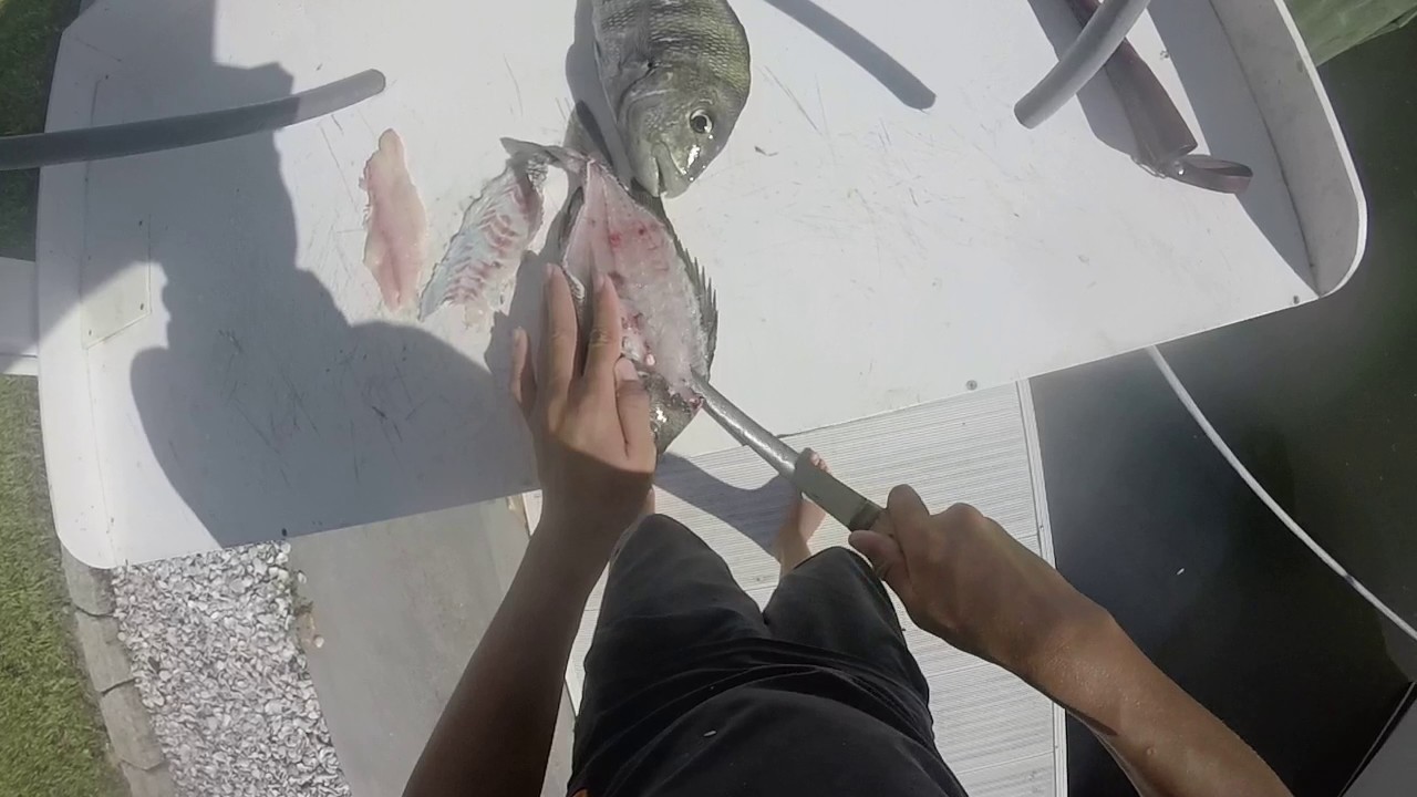 how to fillet a sheepshead. - YouTube