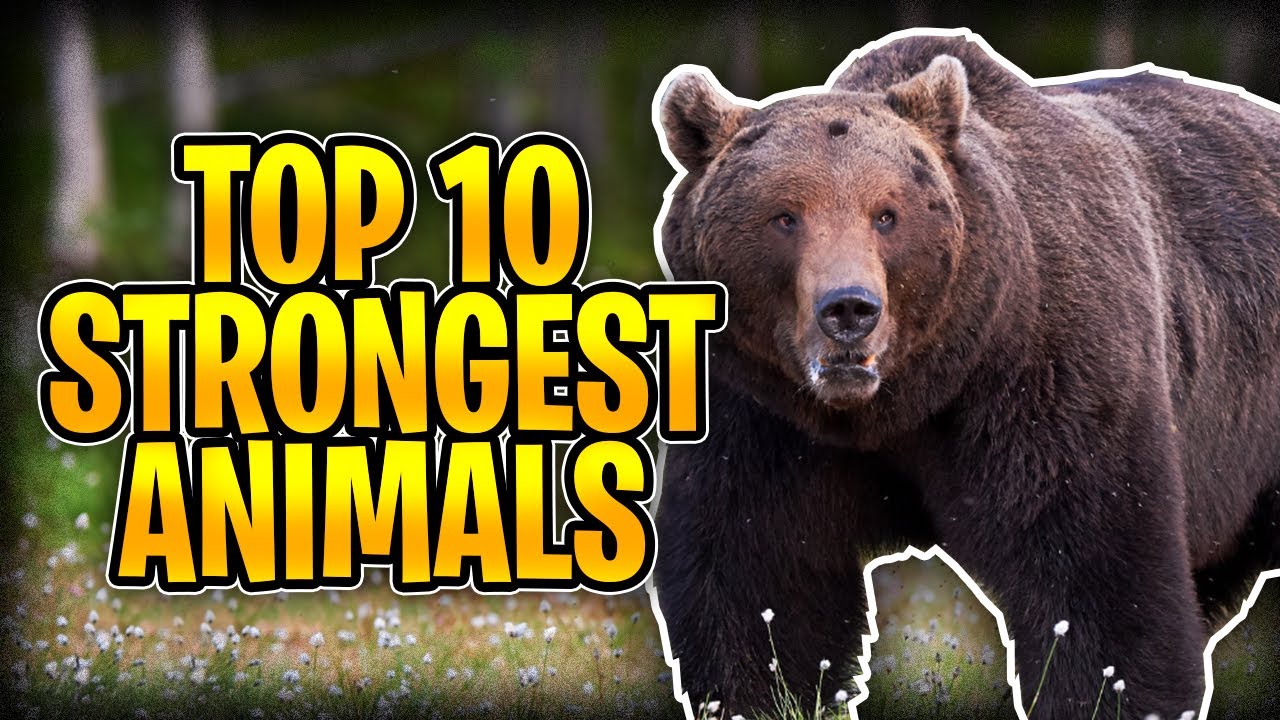Top 10 Strongest Animals In The World 25 Strongest Animals In The