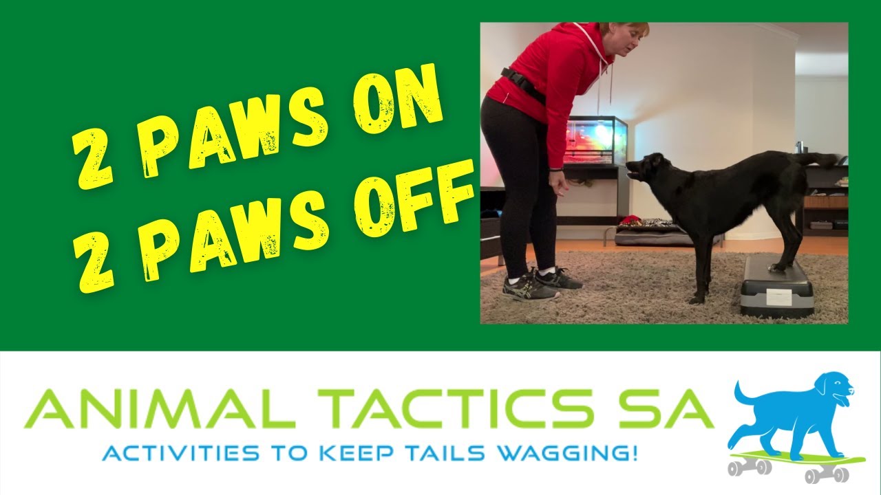How To Teach Your Dog 2 Paws On, 2 Paws Off - Hot Shot, Animal Tactics ...