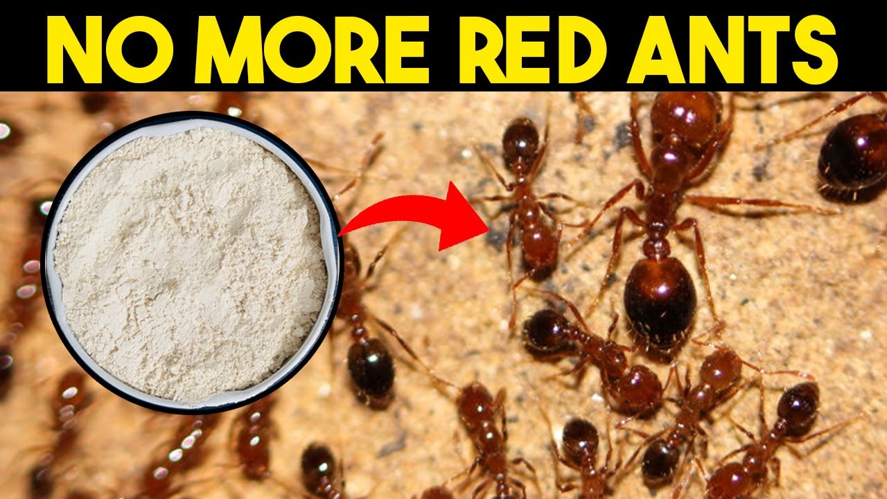 How to Get Rid of Red Ants - Try 3 Easy Methods - YouTube