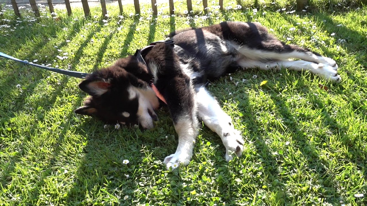 Luna the husky in the grass. - YouTube