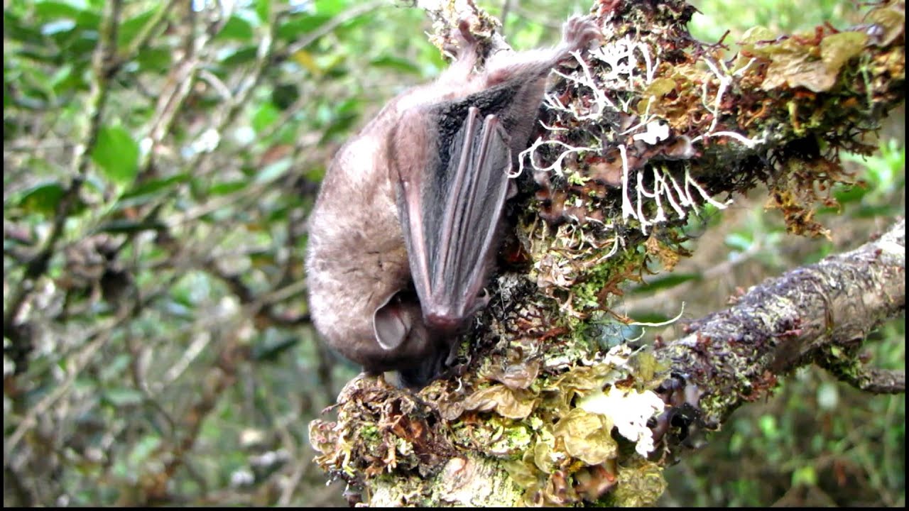 Bogotá Yellow-shouldered Bat - Sturnira bogotensis - bats colombia ...