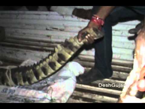How villagers of Narmada captured a crocodile in their village? - YouTube