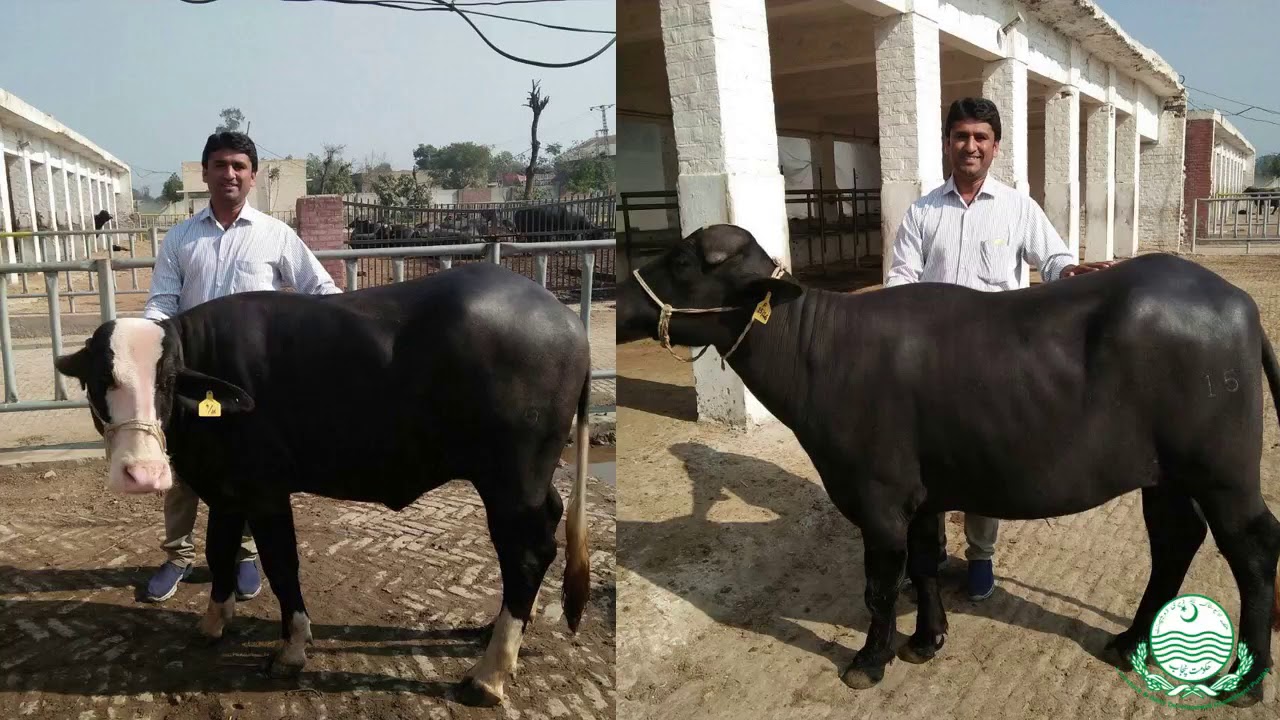 Breeding Services for Animals from Livestock, Punjab - YouTube
