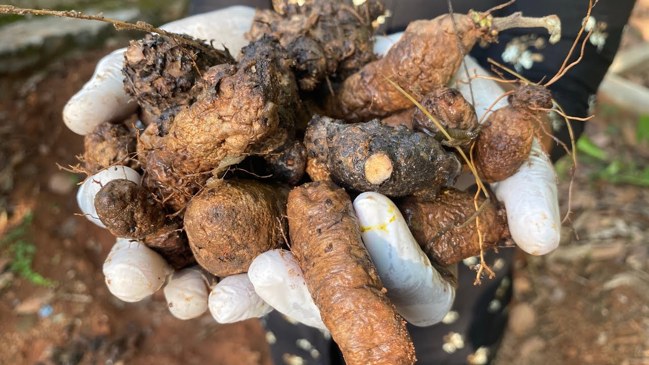 Underground Tuber Varieties |Sirukilangu|Kilangu Varieties in my Garden ...