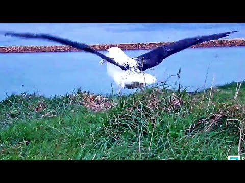Royal albatross~Atawhai-Pippa has fledged 🥰~2020/09/16
