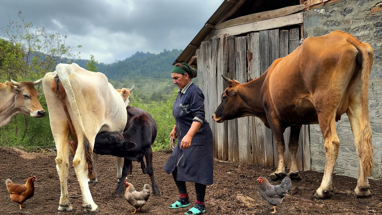 Mountain Farm Life: Raising Animals, Harvesting Hazelnuts, and Cooking ...