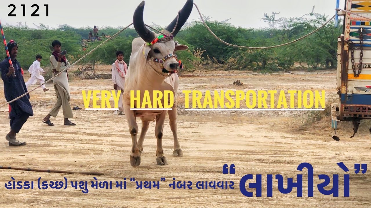 Very Hard “Bull” Transportation | @RiteshGaadheGir - YouTube