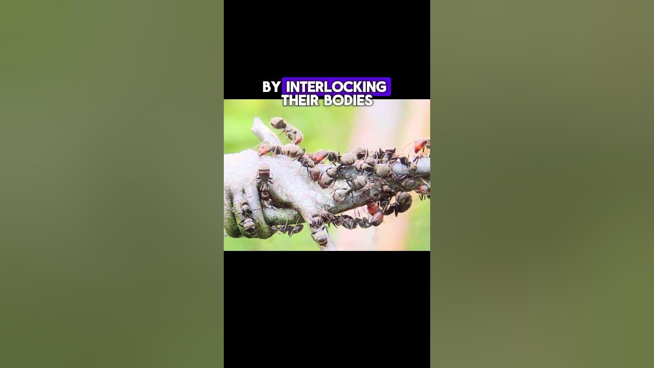 Ants: The Ultimate Team Players of Nature! 🐜 #shorts #facts - YouTube