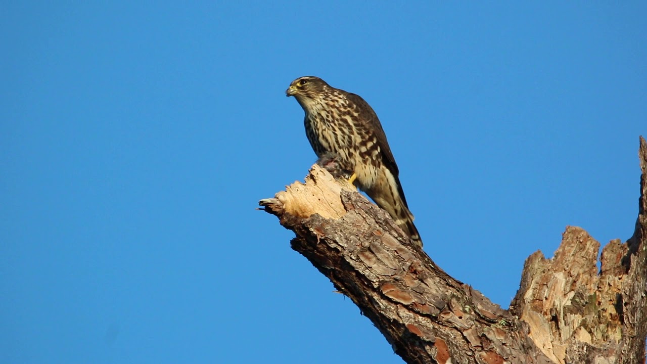 Merlin eating its prey - YouTube
