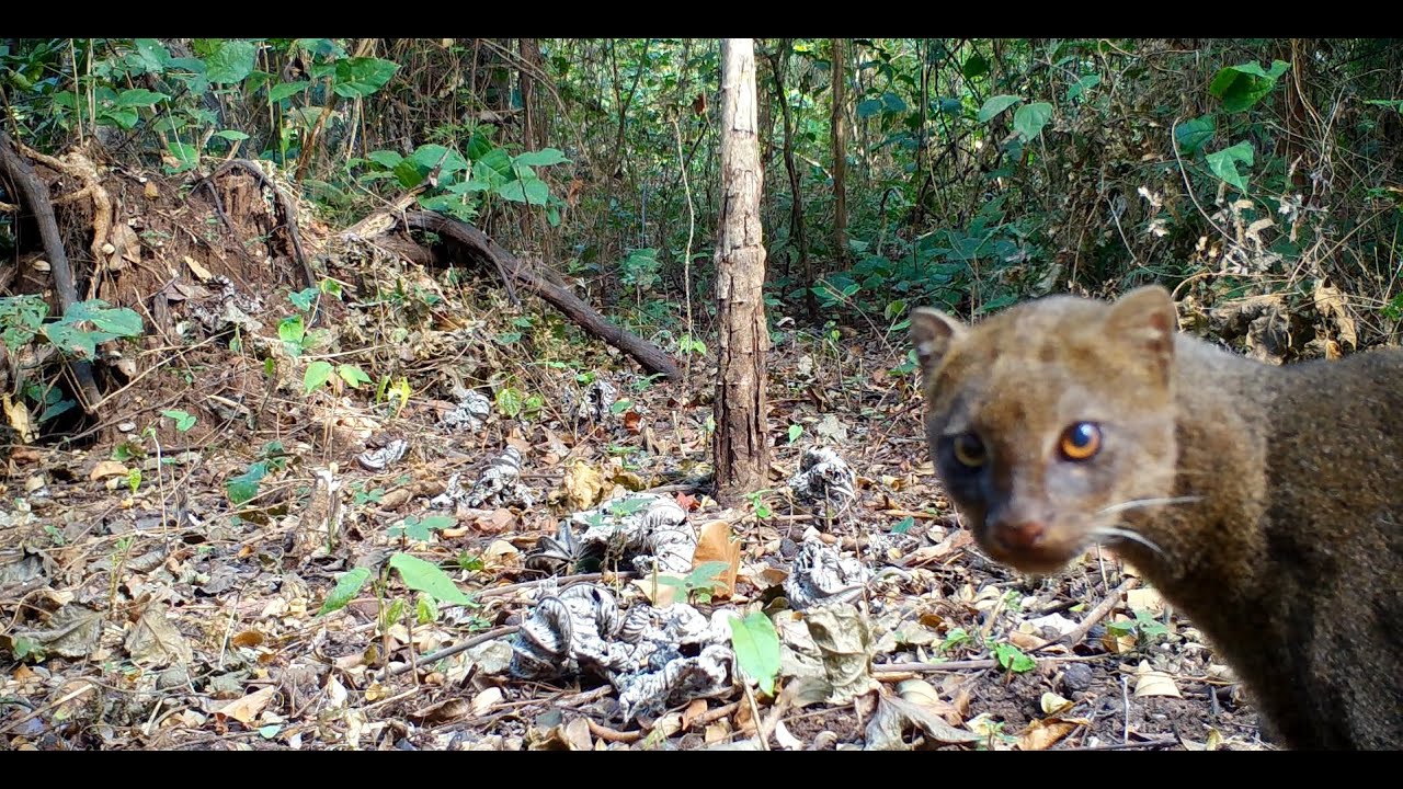 Matapalo Wildlife Monitoring #11 - YouTube