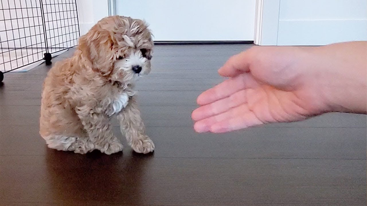 Puppy Practicing Shake For Treats YouTube puppy-practicing-shake-for-treats-youtube
