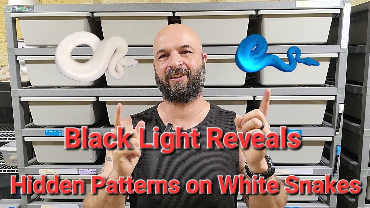 White Snakes, Black Light. Hidden Patterns Revealed - YouTube