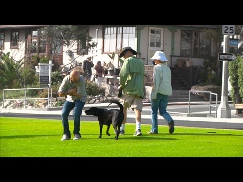 Farting on Dogs