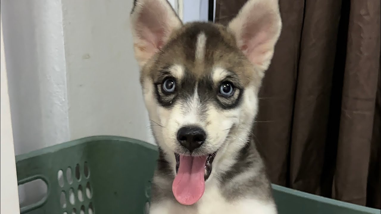 KETURUNAN HUSKY 2 BULAN - YouTube