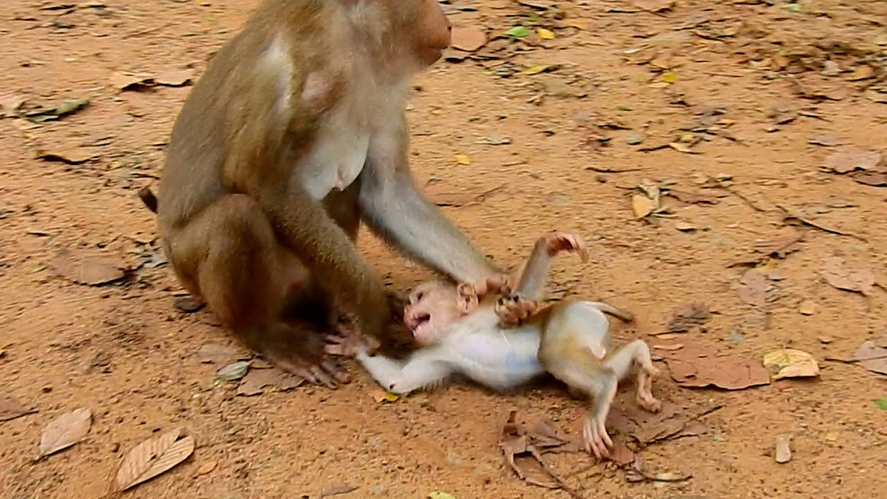 SoMillionPitiful!...Baby Monkey Leo Cr-yi-ng_Ca-ll_He-lp_By_Hu-rt_And ...