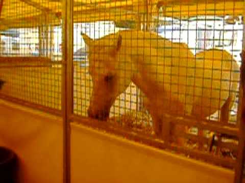 Circus-Pferd 1 - YouTube