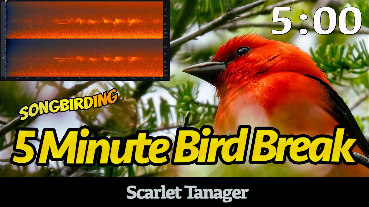 5 Minute Bird Break: Scarlet Tanager | Birdsong with Timer - YouTube