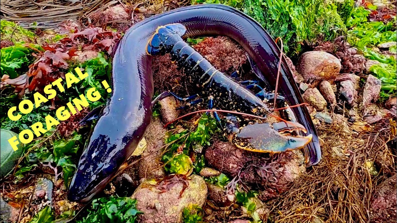 COASTAL FORAGING - Big Conger Eel , Lobsters , Abalone , Foraging the ...