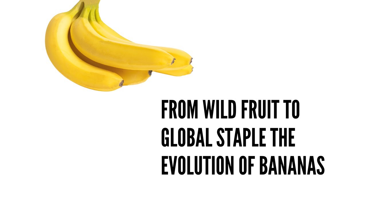 From Wild Fruit to Global Staple The Evolution of Bananas - YouTube