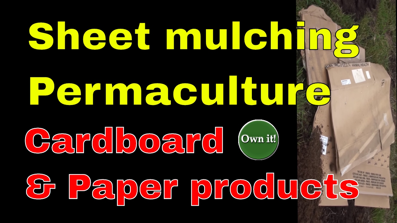 Cardboard mulching the 1st food forest, permaculture cardboard, sheet ...