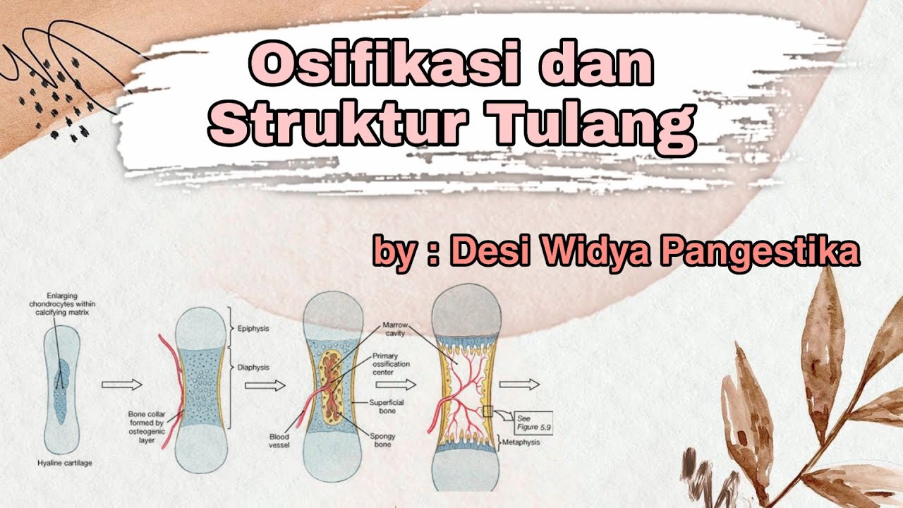 Osifikasi intramembran dan endokondral | Struktur dan Bentuk Tulang ...