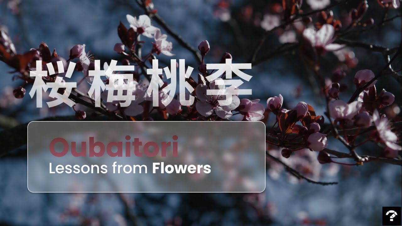 Oubaitori [ 桜梅桃李 ] : Untuk kamu yang sering membandingkan diri dengan ...