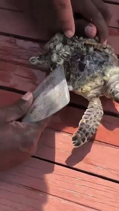 Little Turtle Shorts Youtubeshorts Youtube Video Nature Foryou Youtube 