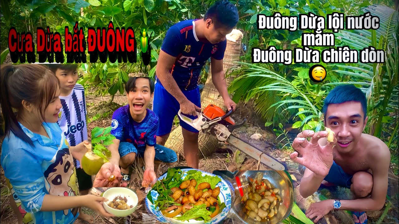 Cưa cây dừa bắt Đuông dừa về làm món Đuông dừa lội nước mắm Đuông chiên ...