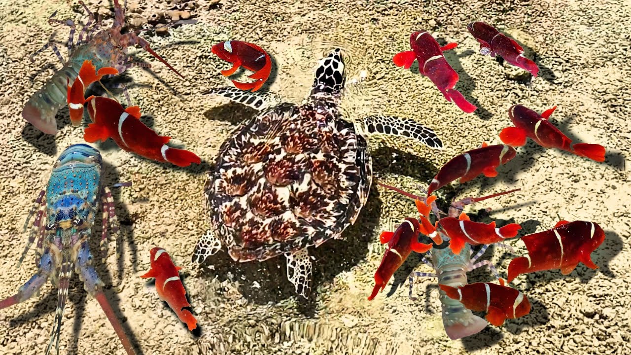 Menemukan ikan hias, nemo besar, lobster asli dan penyu raksasa - YouTube