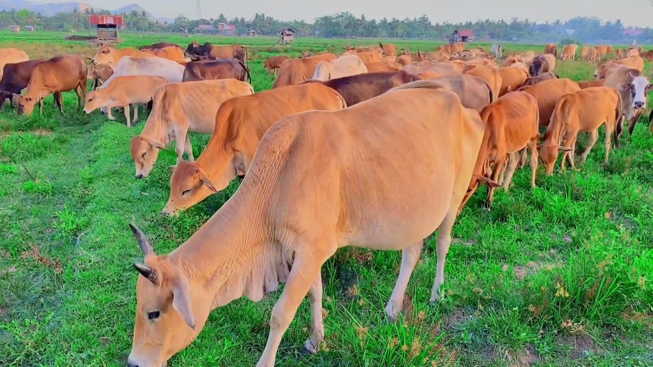 Sapi Lembu Peliharan Sedang Berkumpul Sambil Makan Rumput Di Sawah ...