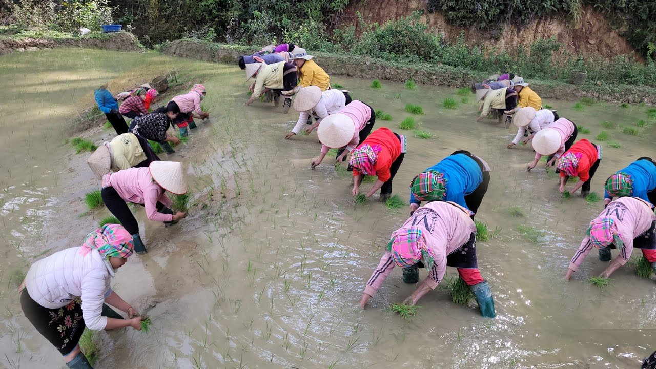 One day of rice planting, thanks to the sisters helping, it was very ...