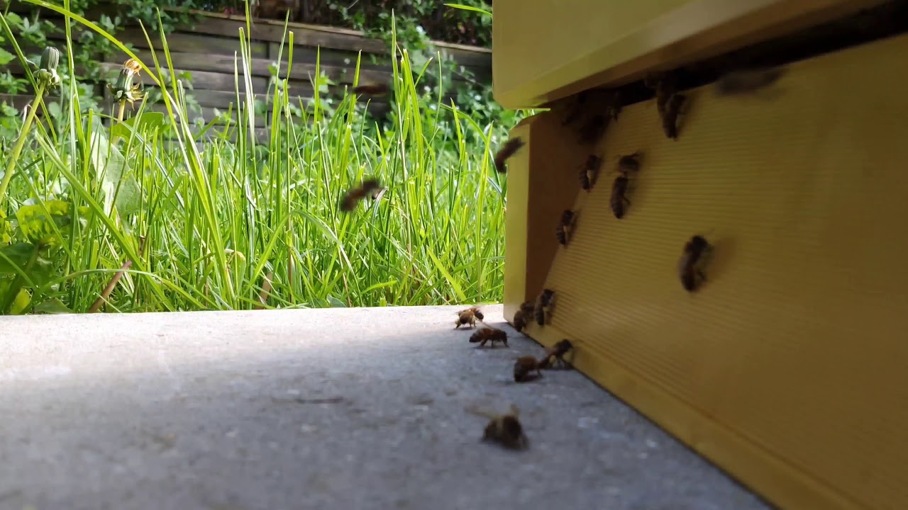 Working bees on a beautiful ordinary day. - YouTube