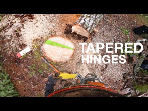 Using a Tapered Hinge to Fall a Tree - YouTube