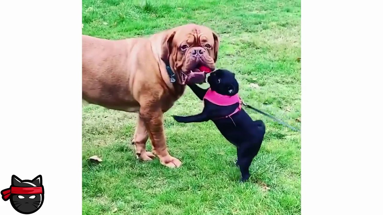 DANK DOG MEMES COMPILATION OF 2019 FUNNY DOGS! - YouTube