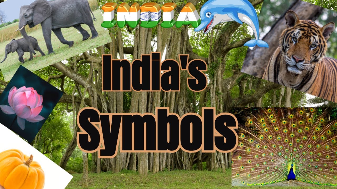 Celebrating India: Meet Our National Symbols - YouTube