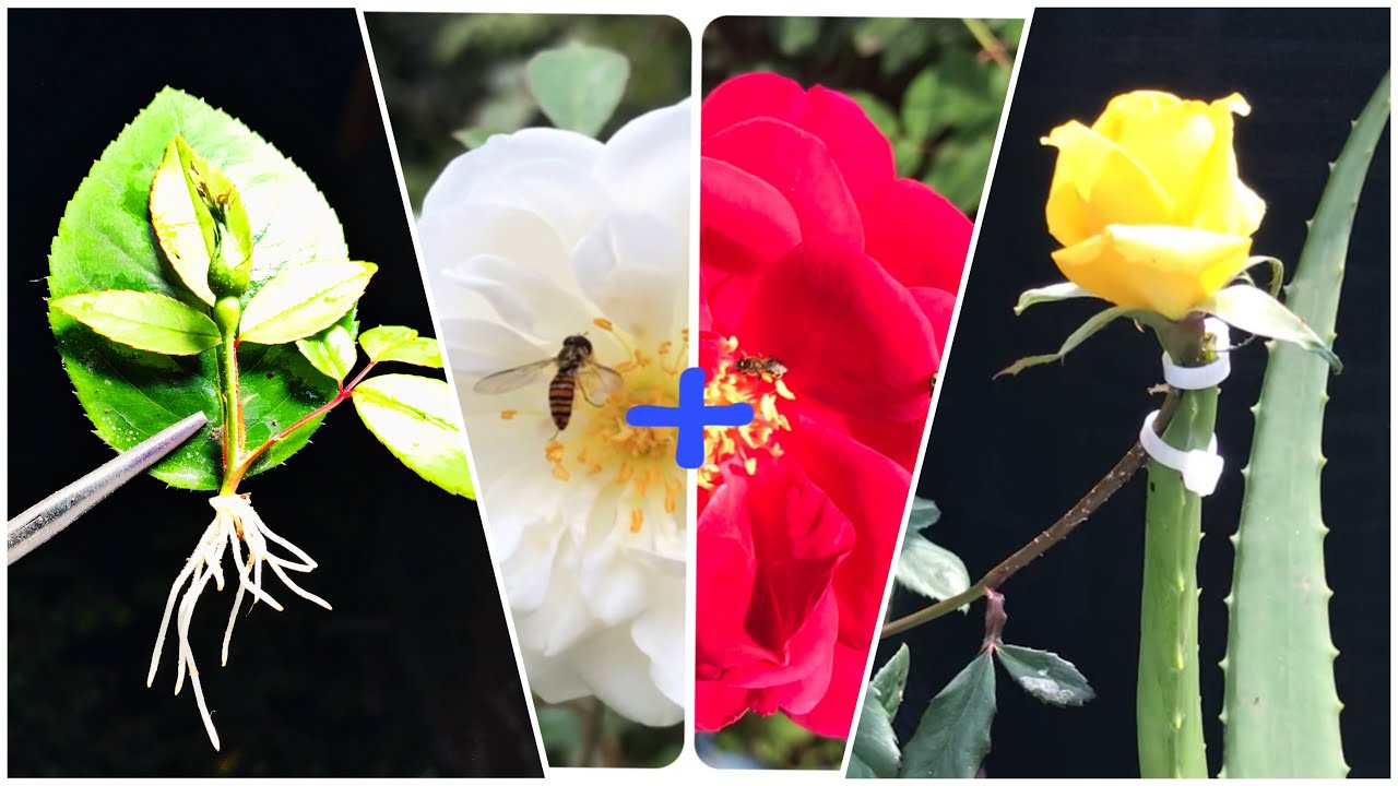 Full video: New Rose color propagation, Growing rose from flower bud ...
