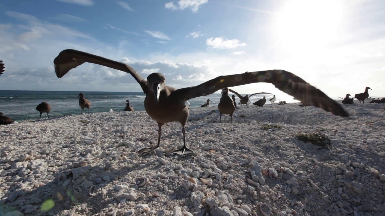 Albatross On Beach - Royalty Free Stock Footage - YouTube