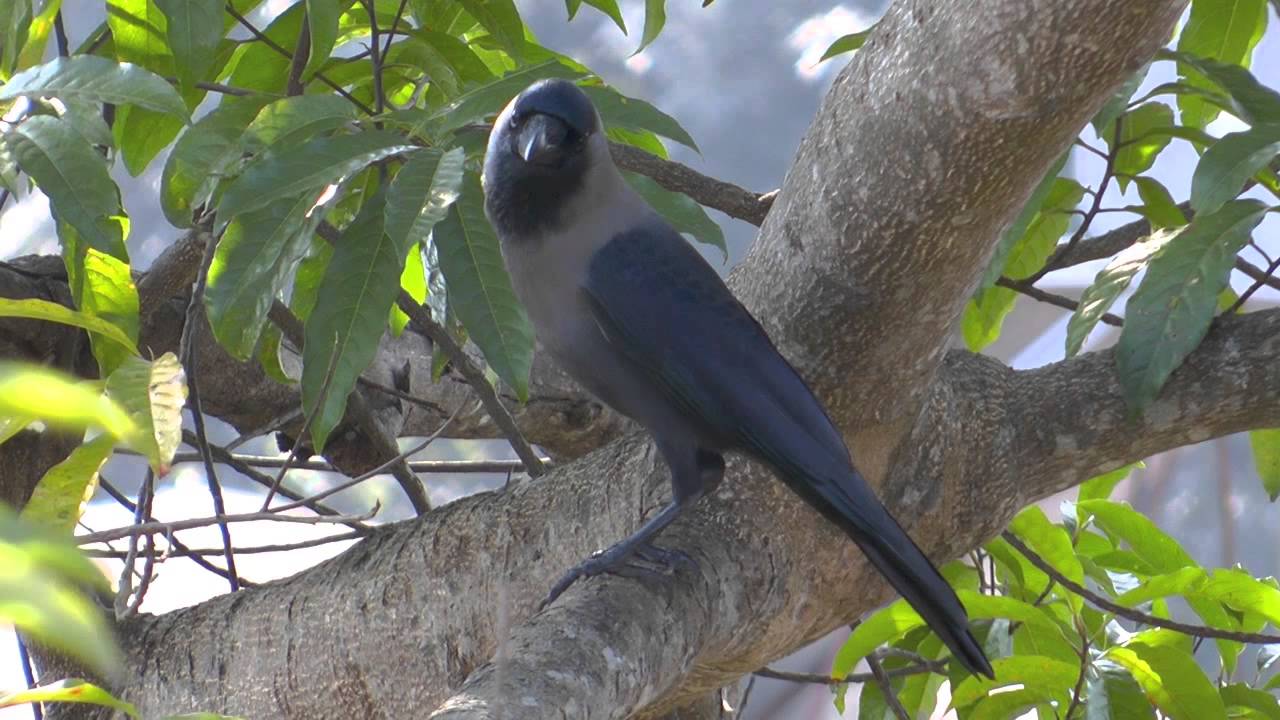 NEPAL - PART 1: THE BIRDS OF POKHARA - YouTube