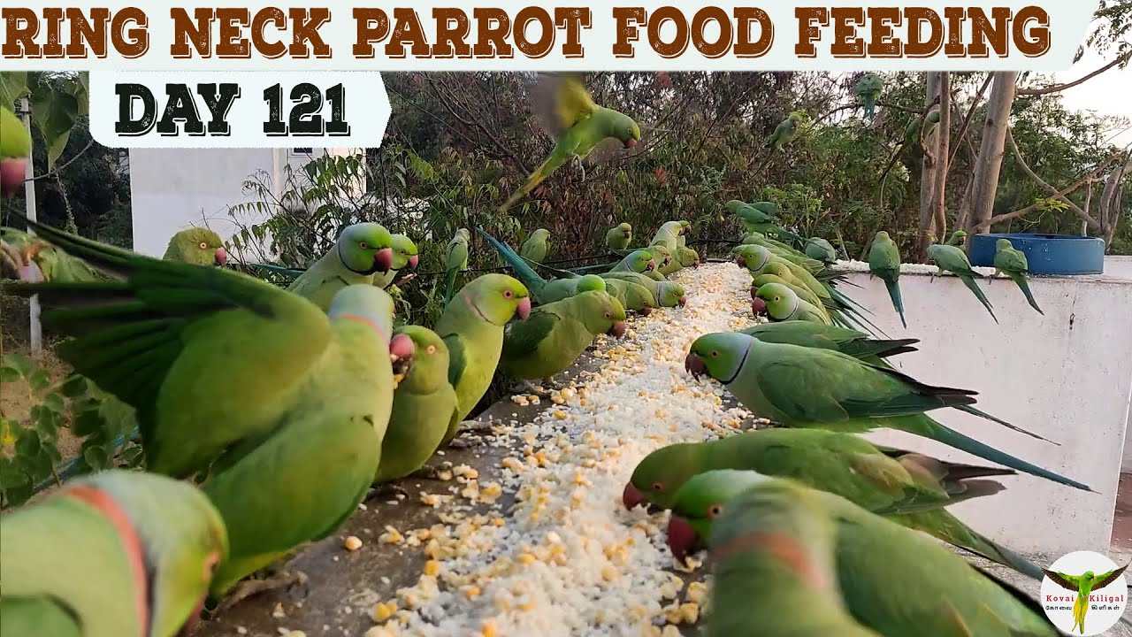 Indian Ring Neck Parrot Food Feeding Day 121 / #pararot #coimbatore / # ...