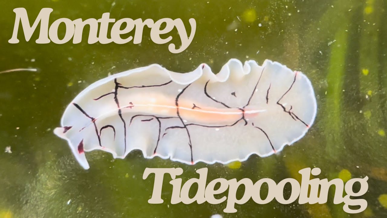 How To Tidepool - Finding Tiny and Slimy Animals 🌊🦀 - YouTube