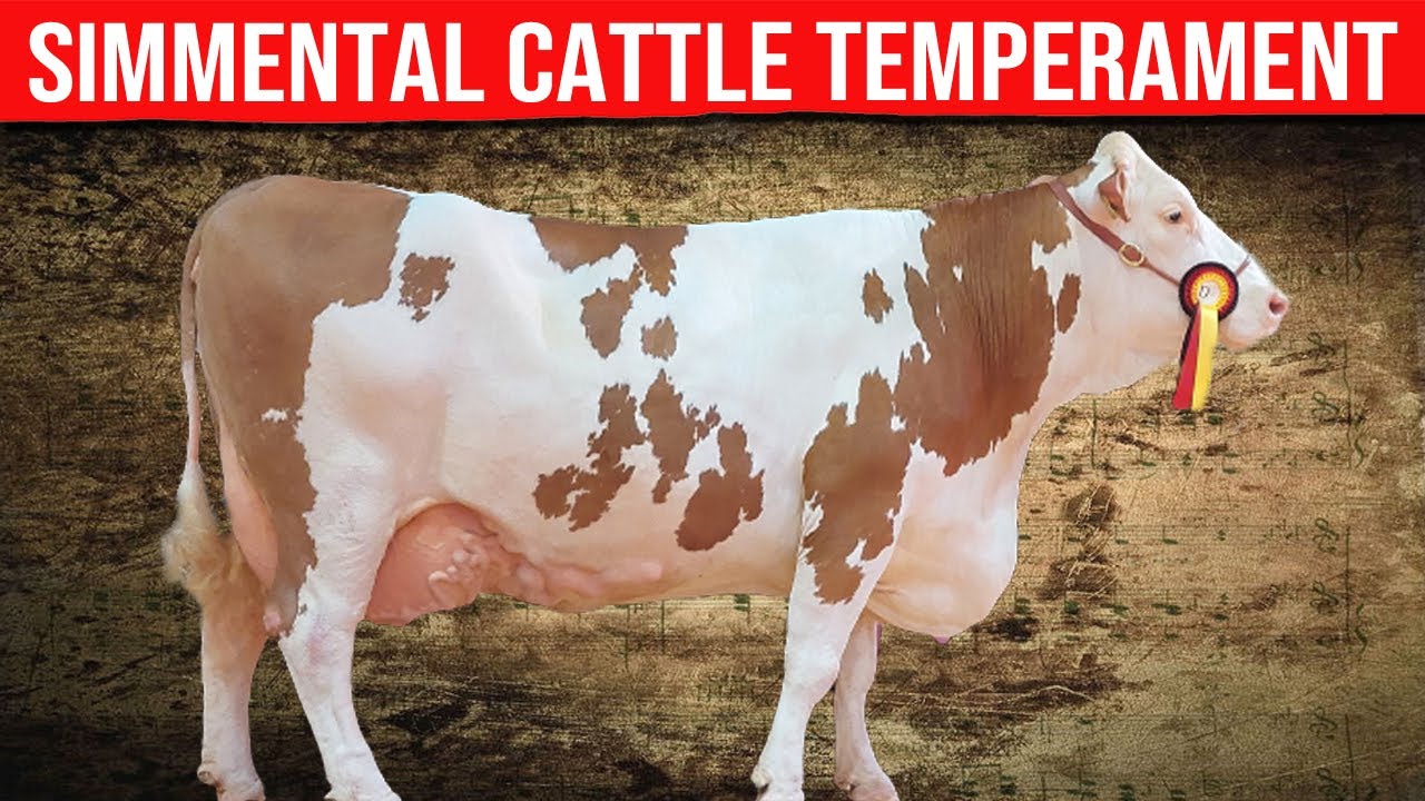 🔴 SIMMENTAL CATTLE Temperament Biggest Bulls And Cow - YouTube