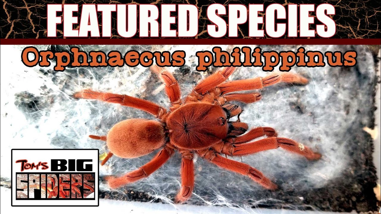 Featured Species #5 - Orphnaecus philippinus "Philippine Tangerine ...
