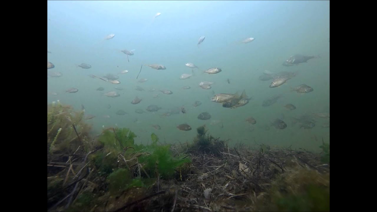 Baby Bream... - YouTube