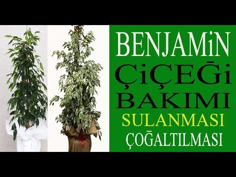 Benjamin çiçeğinin bakımı, sulanması, toprak değişimi ve çoğaltılması. Benjamina fovers