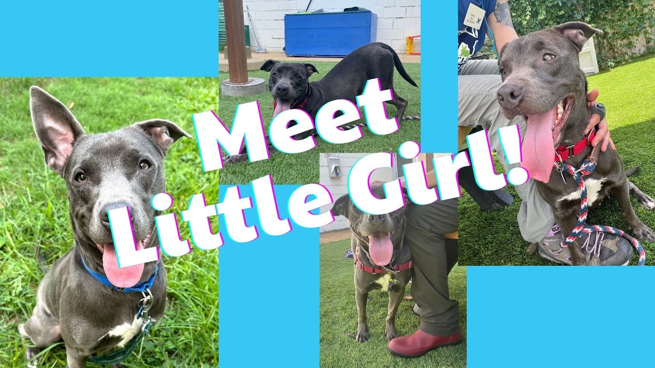 Adopt Little Girl - YouTube