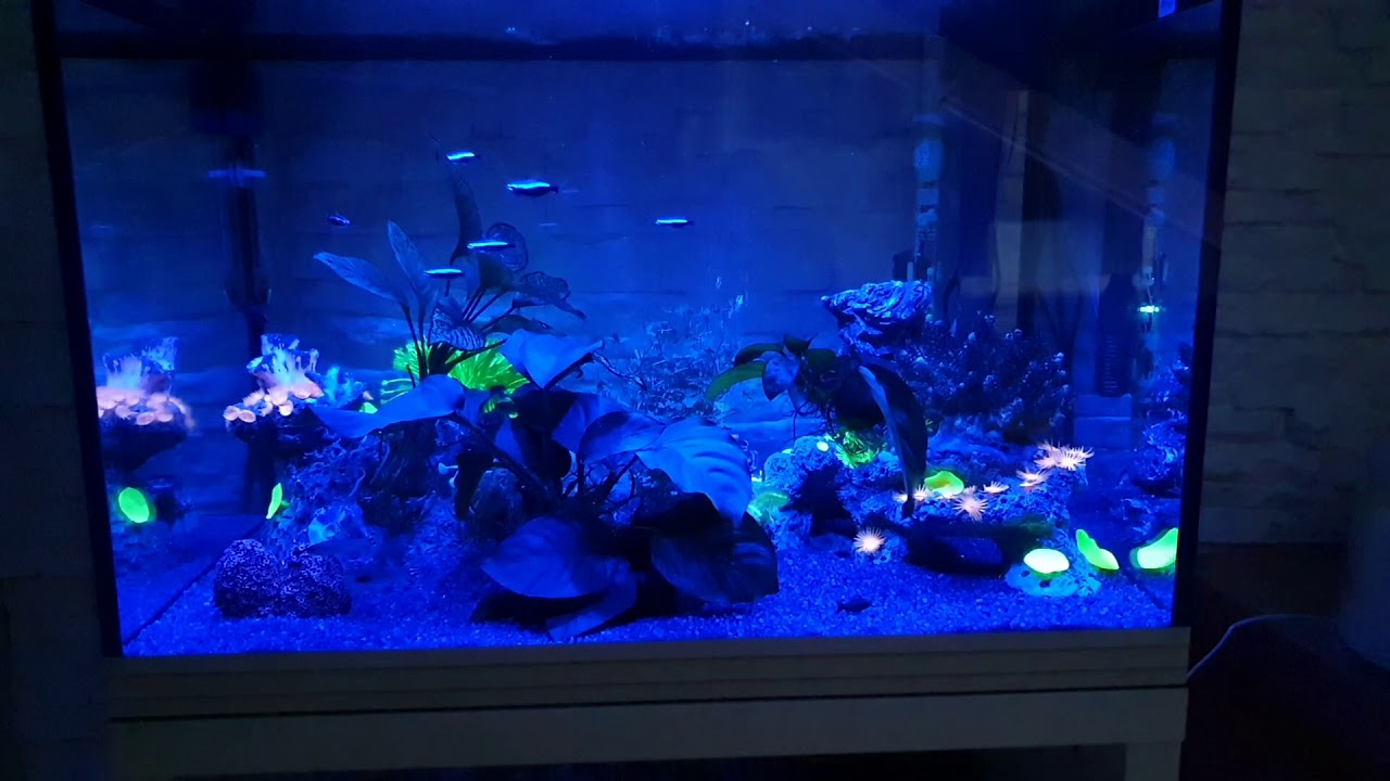 Betta Splendens convivenza con Petitelle, Barbus Titteya e Cardinali ...