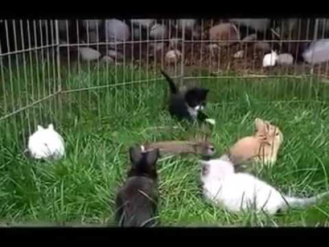 Dovşan ruhlu pişiklər